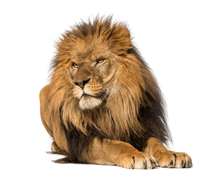 Portfolio – Simba Automotives